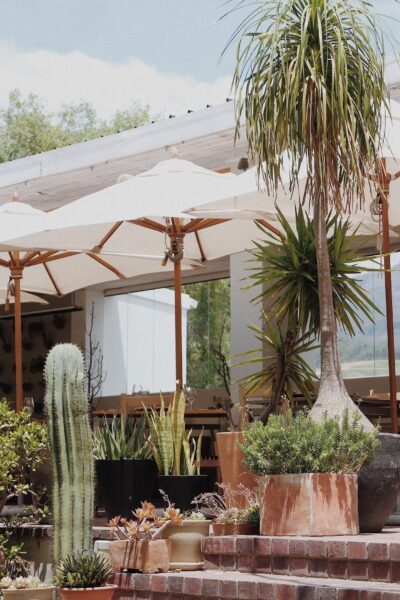 Cool Cape Town: Cosecha Restaurant at Noble Hill Estate - Barts Boekje