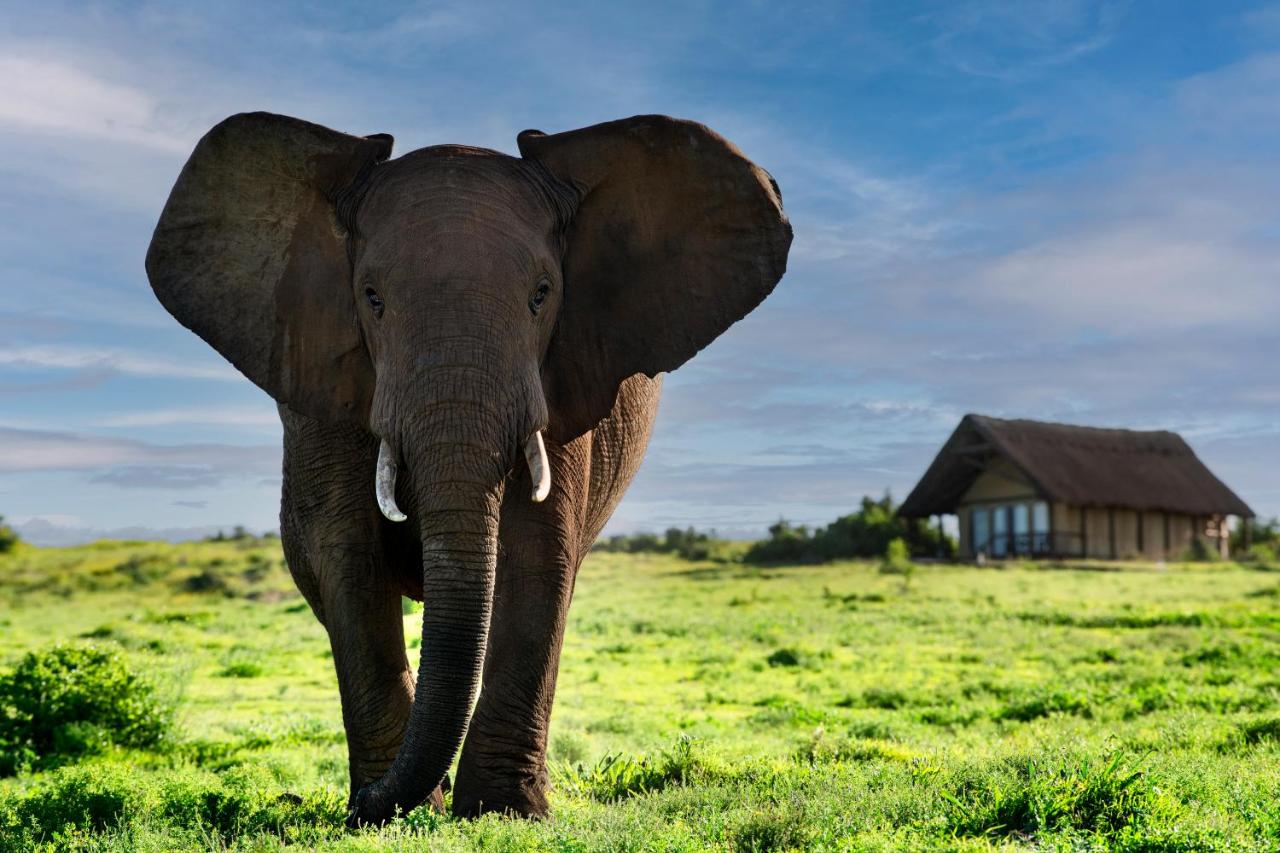 Overnachten tussen de olifanten bij Gorah Elephant Camp in Zuid-Afrika ...